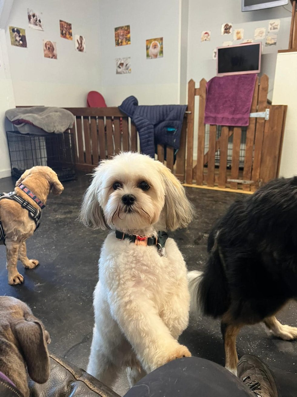 Boarding | Charlies Dog Place